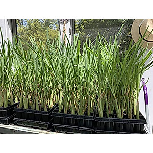 Lemongrass Rootstalk (Cymbopogon Citratus) 2 Live Plants