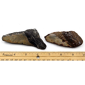 Megalodon Teeth Lot of 6 Fossils w/6 info Cards Shark #15666 25o