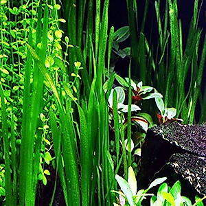 Jungle Vallisneria Spiralis Rooted Easy Background Live Aquarium Plants Decorations 3 Days Live Guaranteed by Mainam
