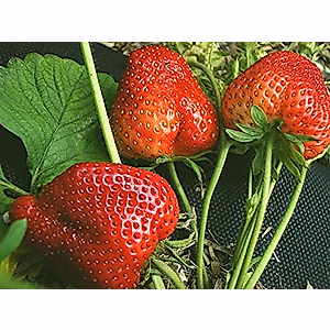 CEMEHA SEEDS - Giant Strawberry Fresca Everbearing Berries Indoor Non GMO Fruits for Planting