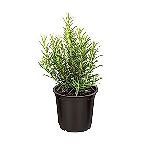 Live Aromatic and Edible Herb - Rosemary (4 Per Pack), Naturally Improves Breathing and Air Quality, 8" Tall by 4" Wide