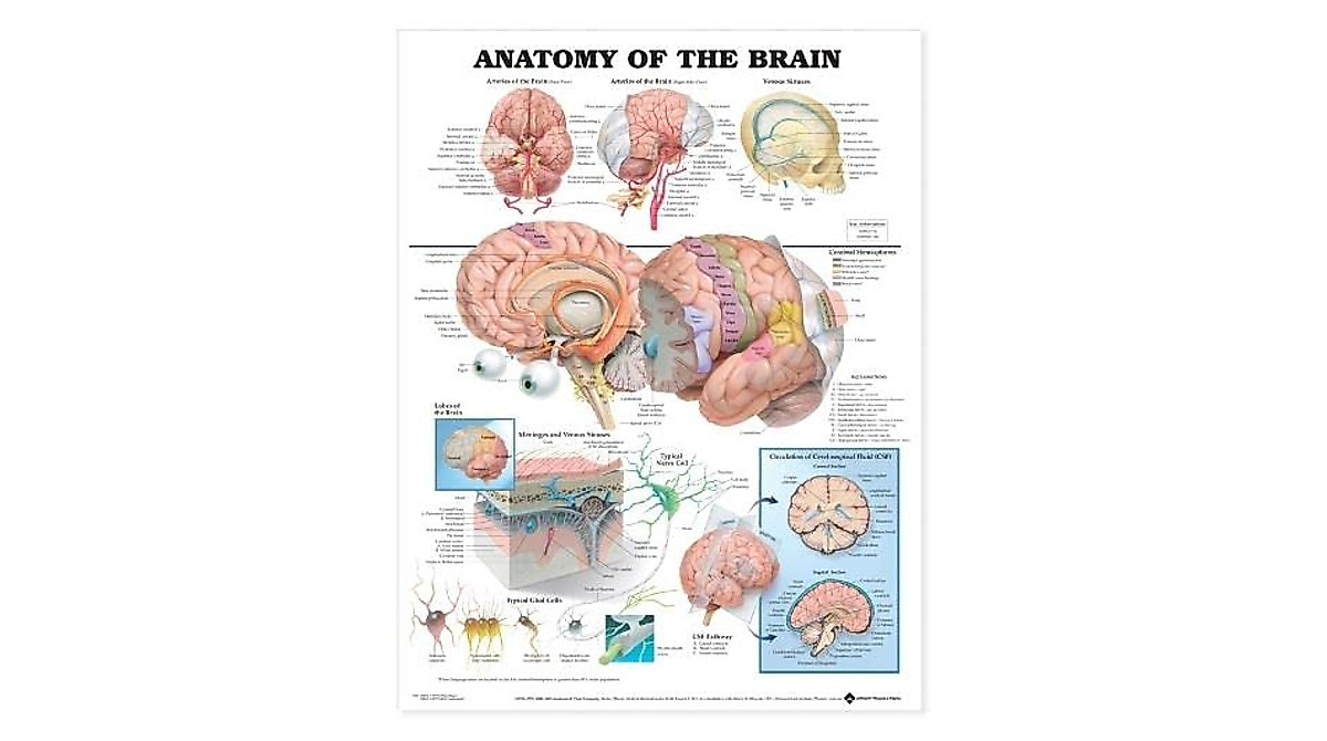 Anatomy of the Brain Chart | Vascular & Cerebral Views