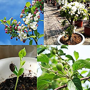 30 Pcs Dwarf Bonsai Apple Tree Seeds, Grow Exotic Indoor Fruit Tree Rare Seeds