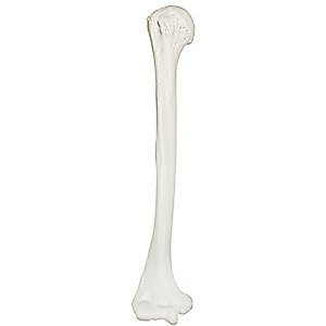 Axis Scientific Humerus Bone Model | Right | Cast from a Real Human Humerus Bone l Upper Arm Bone Model Has Realistic Texture and Important Bony Landmarks | Includes Product Manual
