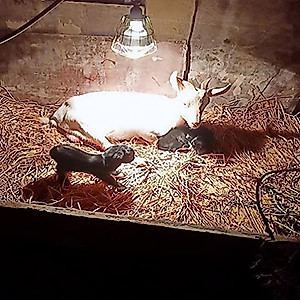 PATKAW 3 Pcs Industrial Vintage Style Light Cage Antique Lamp Holders Reptile Heat Lamp Guard Metal Lamp Shade for Pets Reptile Terrarium Lizards Golden