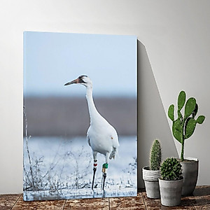 Nature Lake Whooping Crane Bird Canvas Poster Bedroom Decor Sports Landscape Office Room Decor Gift,Canvas Poster Wall Art Decor Print Picture Paintings for Living Room Bedroom Decoration 8x12inchs(20
