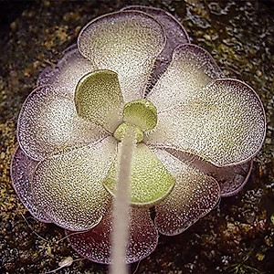 QAUZUY GARDEN 25 Rare Butterwort Plant Seeds Pings Pinguicula, Mexican Butterwort Carnivorous Plant Seeds - Exotic Succulent Plant for Patios Counters Succulent Baskets
