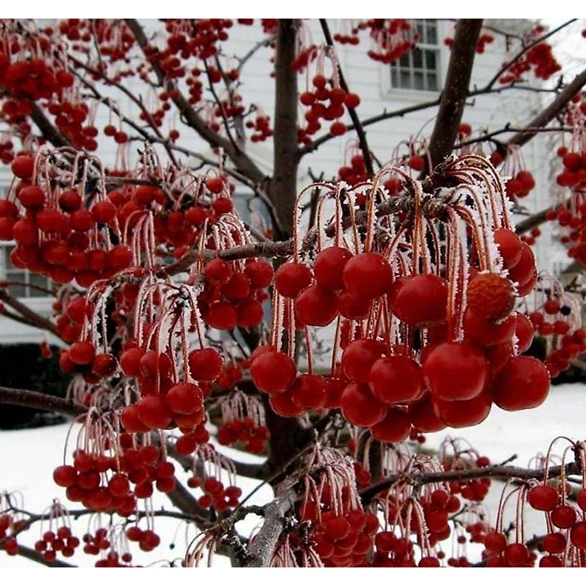 Malus sargentii (Sargent's Crabapple) Tree Seed, Fragrant White Flowers, Small, Dark red, Persistent Fruits, You Choose The Quantity (1 Pack)