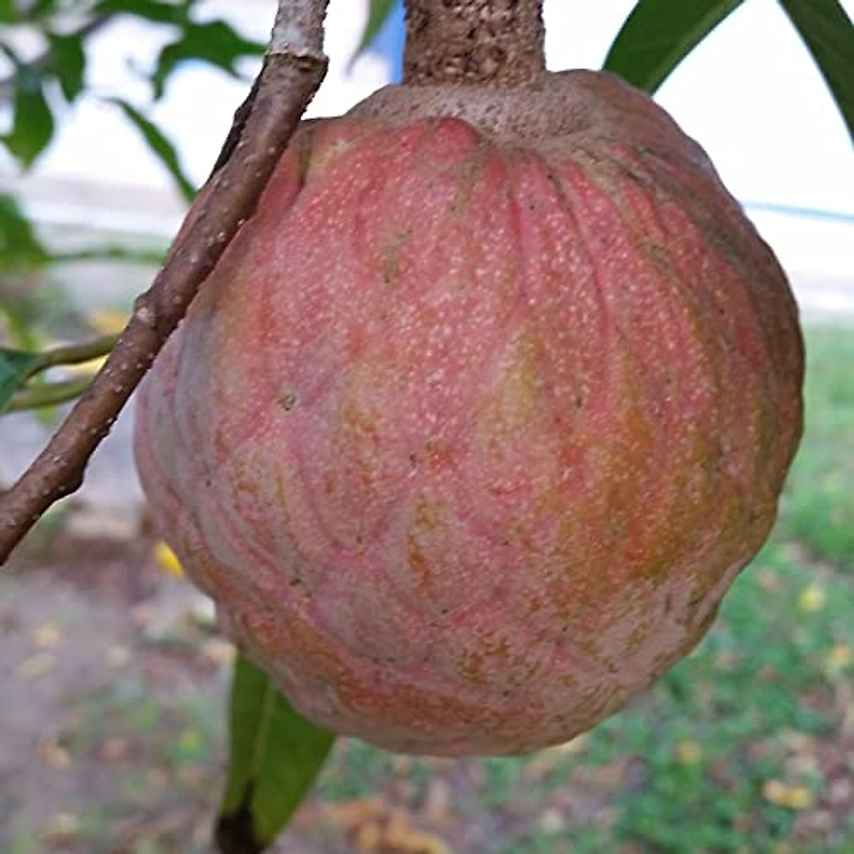 Red Custard Apple Tree Seeds Annona Reticulata Tropical Fruit Tree Delicious and Sweet Fruit Attract Bees Culinary Uses Gardens Outdoor 10Pcs Fruit Tree Seeds by YEGAOL Garden