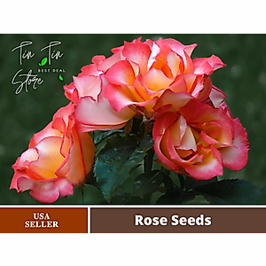 30 Rare Seed-Love & Peace Rose Bush #1093-Authentic Seeds-Flowers-Seeds-Rose Seeds-Herb Seeds-Vegetable Seeds-Mix Seeds for Plant- B3G1