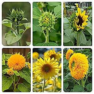 Giant Sunflower Seeds For Planting 15 Kinds of Mix Mammoth Flower Non-GMO Heirloom Outdoor Garden Home Easy to Plant (1500+)