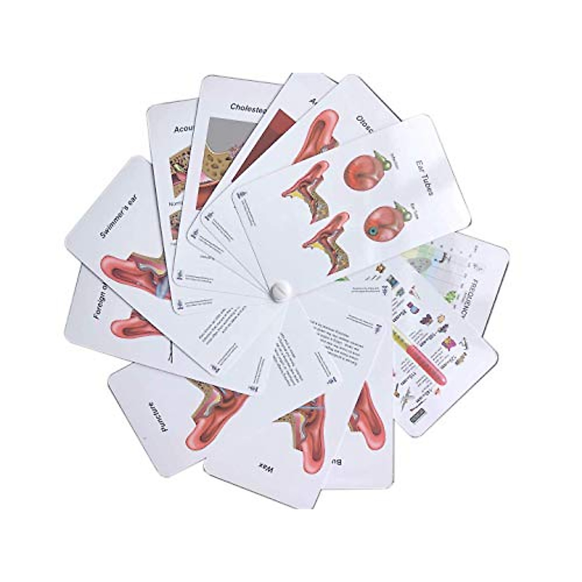 Blue Tree Publishing Ear Anatomy Pocket Charts