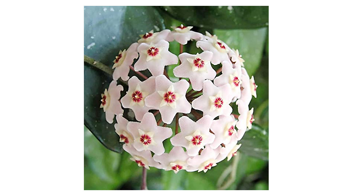 Hoya Carnosa Wax Plant Seeds: Easy Grow Fragrant Flowers