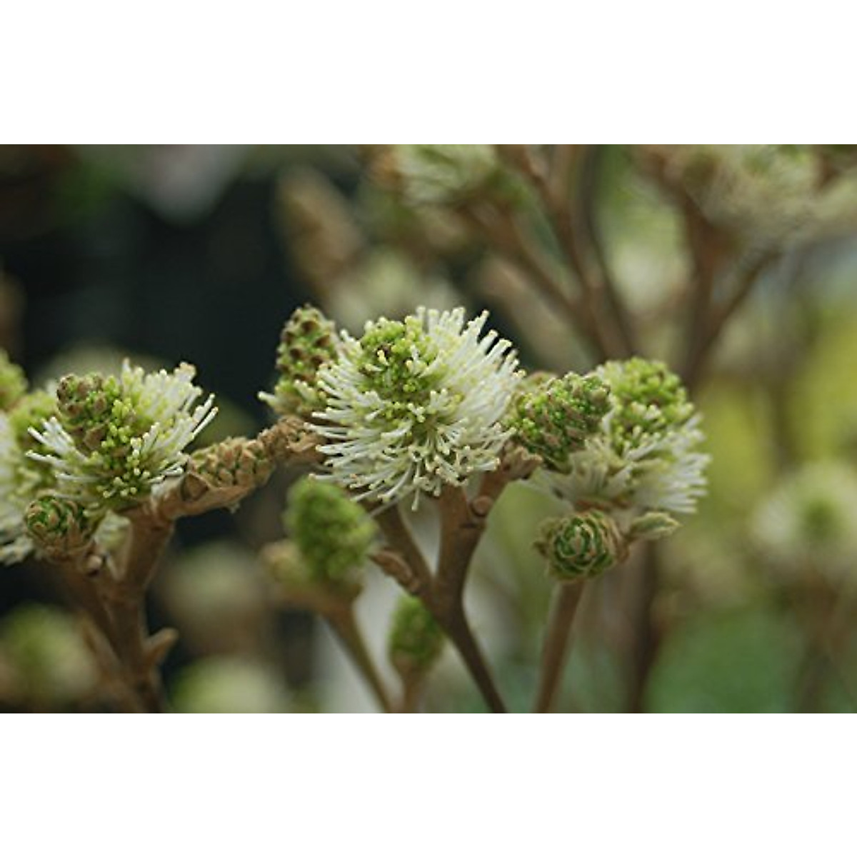 Fothergilla major 'Mt. Airy' (Fothergilla) Shrub, white flowers, #2 - Size Container