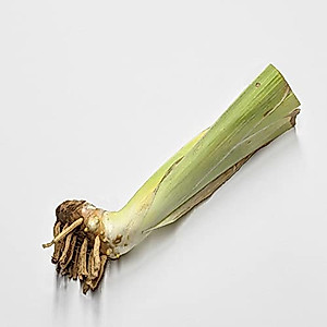 Bearded Iris Califlora 'Bernice's Legacy' Plant Bulbs-Rhizomes (3 Pack) - Red Flowering Blooms in Spring & Fall Gardens, from Easy to Grow