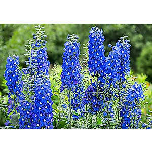 Blue Delphinium Flower Seeds - 100+ Seeds - Grow Stately Delphinium Wildflowers - Made in USA