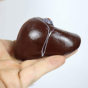 KINOFU Educational Model, Assembly Educational Model 45Cm Torso Model Human Torso Anatomical Model Decomposable Human Internal Organ Science Model for School,Education Teaching Aids