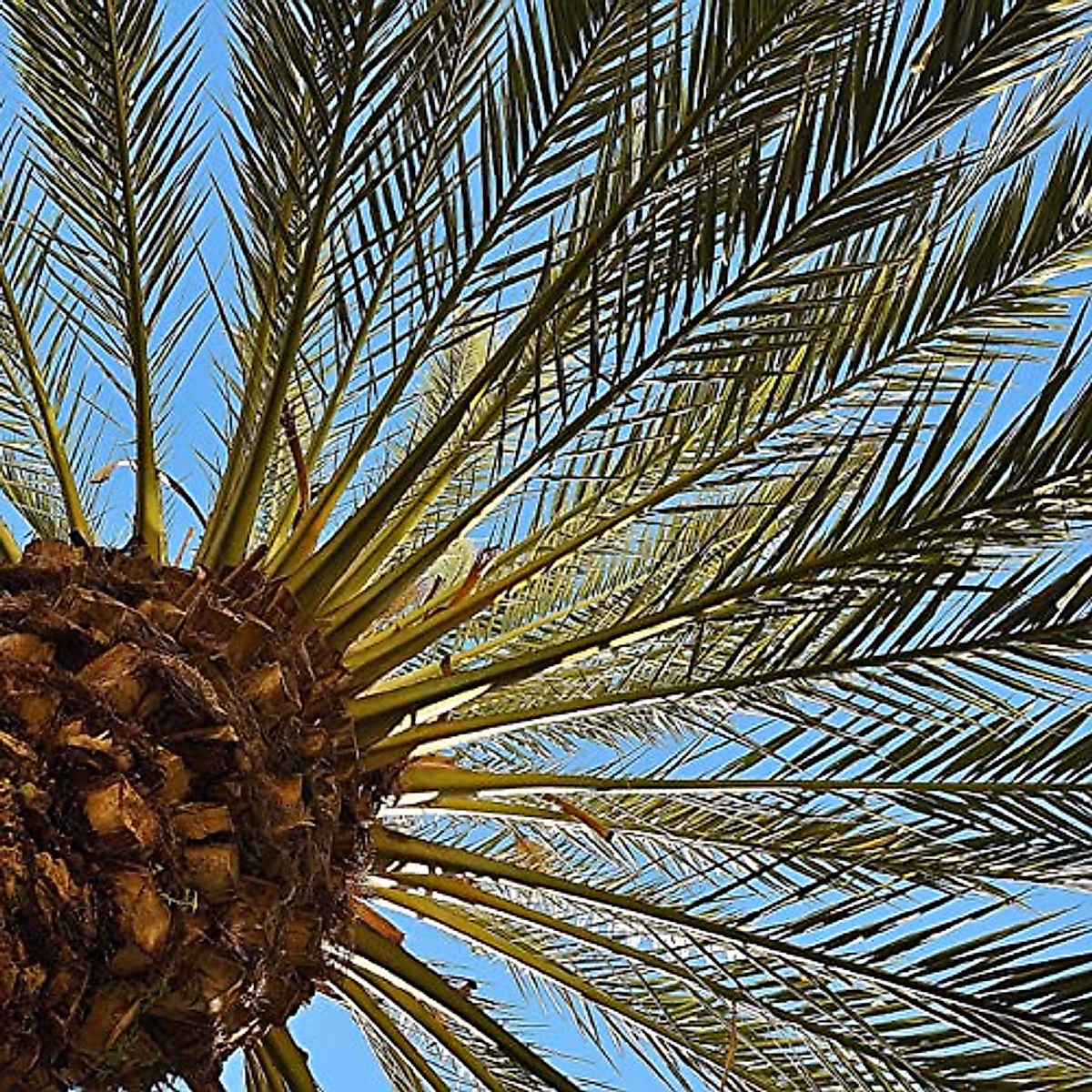 CHUXAY GARDEN Phoenix Dactylifera,Date Palm 15 Seeds Tall Evergreen Palm Tree Edible Fruit Survival Gear Food Seeds Grows in Just Weeks