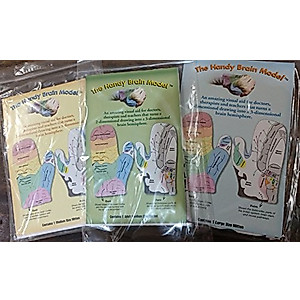 Handy Brain Model B-1.2 (adult medium)