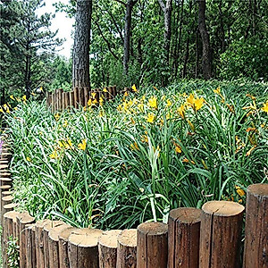 50+ Mixed Hemerocallis Hybrida Daylily Flowers Seeds Perennial Garden Plant Blooming