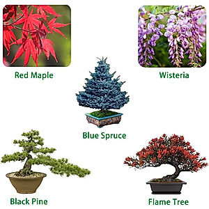 5 Pack Bonsai Tree Seeds, Wisteria Seeds, Black Pine Seeds, Blue Spruce Seeds, Red Maple Seeds, Flame Tree Seeds, Highly Prized for Bonsai