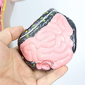 KINOFU Teaching Model, Assembly Human Torso Anatomy Model Human Internal Organs Anatomical Decoration Teaching Aids,42Cm Educational Materials for School,Education Anatomy Biology Teaching Aids