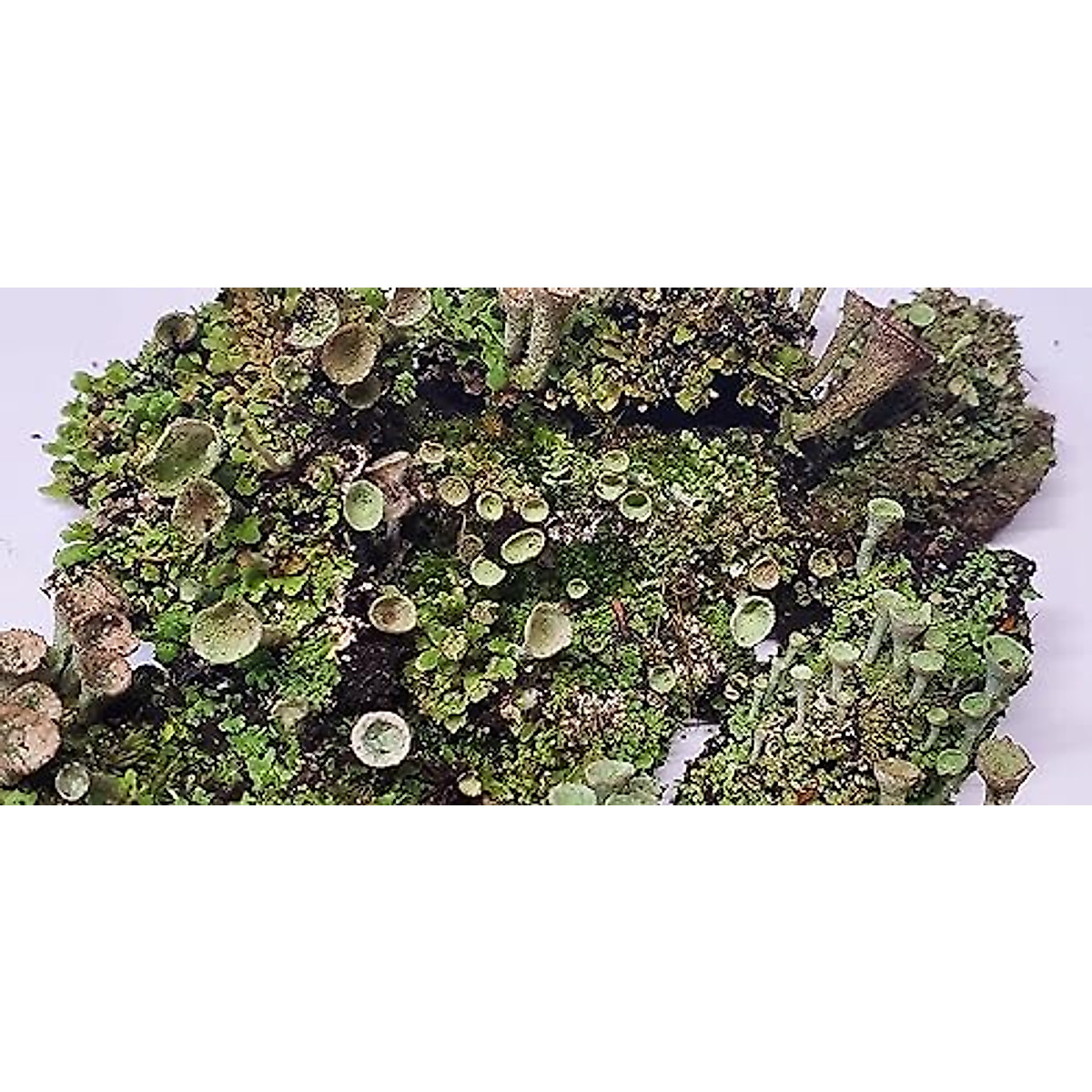 Tin Roof Treasure Live Moss Pixie Cup (Cladonia Pyxidata) Lichen for Terrarium Fairy Gardens 4"x6" Bag