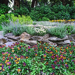 Outsidepride Viola Johnny Jump Up Wild Flowers & Ground Cover Plants - 5000 Seeds