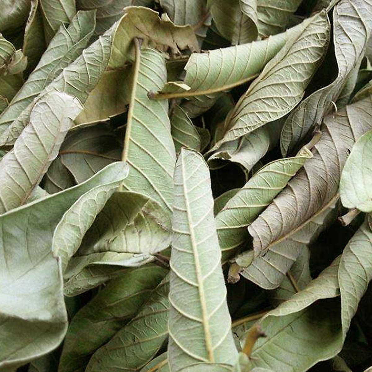 Dried Whole Guava Leaves, Natural Guava Tea (2.0 oz)