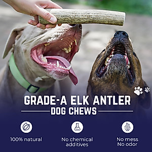 Devil Dog Pet Co. Elk Antlers for Dogs, 1 Pack, Extra Large 7”+, Grade A Long Lasting Dog Bones for Aggressive Chewers, Premium USA Naturally Shed Antler Dog Chew – Healthy, No Odor, Dog Antler Chews