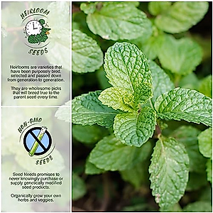 Seed Needs, Spearmint Herb Seeds for Planting (Mentha spicata) Heirloom, Non-GMO & Untreated
