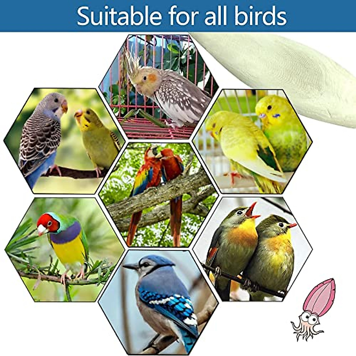 BNOSDM Bird Cuttlebone Chew Toy Cuttlefish Bones Parrot Cage Toys Bite for Cockatiels Parakeets Budgies Finches Canaries Lovebirds Small Conures Mynahs Toucans African Greys 10PCS