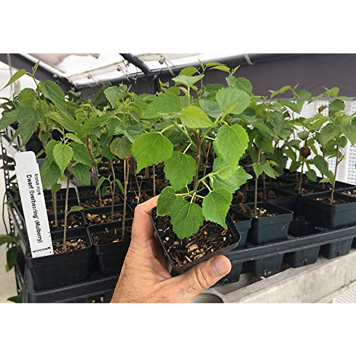 Dwarf Everbearing Mulberry Plant - Morus nigra - Live Plant