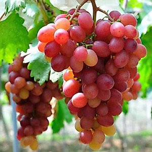 CHUXAY GARDEN Giant Red Globe Grape Seed 10 Seeds Sweet Fruit Non-GMO Organic Great Gardening Gifts