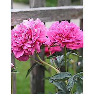 Sarah Bernhardt Garden Peony - Pink Paeonia (3 Roots)