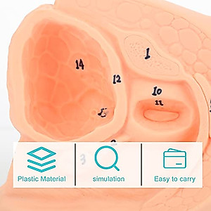 Catheter Anatomy Teach Set 1pc Simple Male Catheterization Model Display Men Catheterization Useful Model Body Catheterization Model