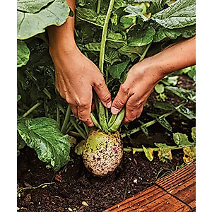 Burpee Watermelon Radish Seeds 300 seeds