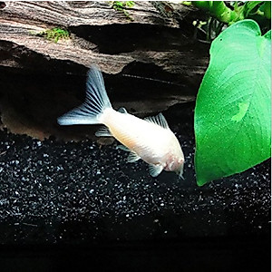 1 LB Gorgeous Aquarium Decoration - Aquarium Black Bottom Sand - Succulents Pavement