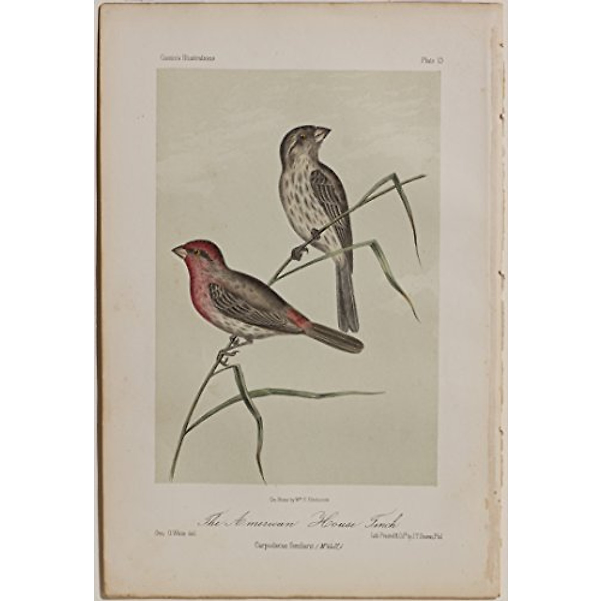 The American House Finch