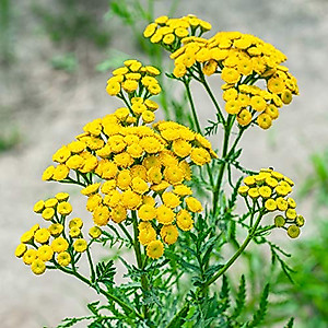 Outsidepride Perennial Tanacetum Vulgare Tansy Garden Plants, Use Leaves for Drying & Dyes - 5000 Seeds