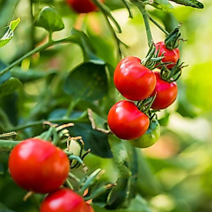 50 Campari Tomato Seeds ,Sweet Juicy, High Sugar Level, Low Acidity!