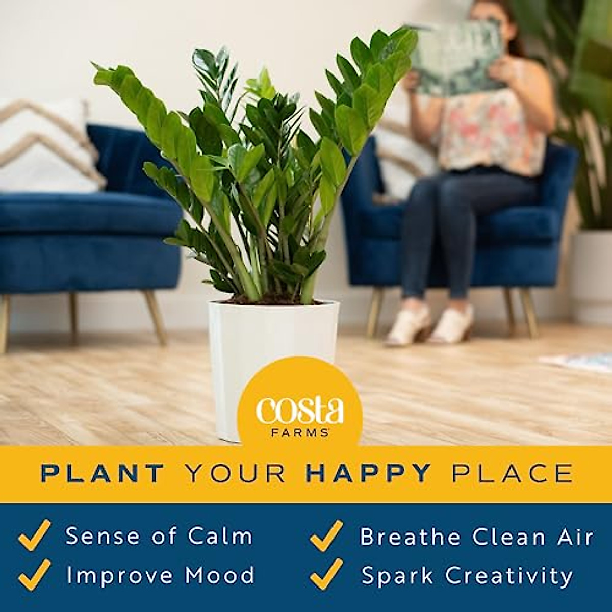 Costa Farms ZZ Plant, Live Indoor Houseplant Potted in Nursery Pot, Easy Care Air Purifier in Potting Soil Mix, Housewarming, Birthday, Tabletop, Room, Office Decor, 12-Inches Tall