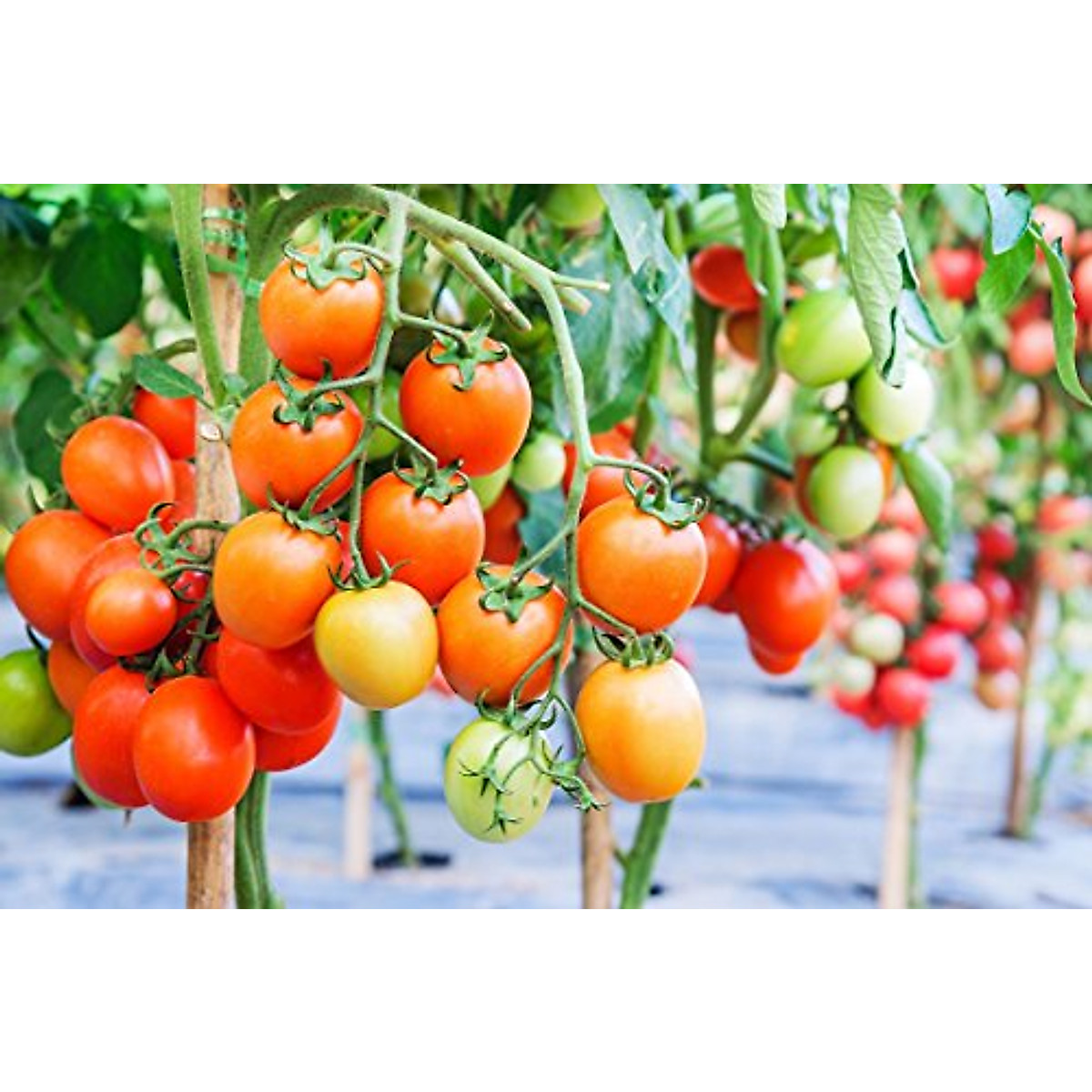 ECOgardener Premium 5oz Pro Garden Weed Barrier Landscape Fabric Durable & Heavy-Duty Weed Block Gardening Mat, Easy Setup & Superior Weed Control, Eco-Friendly & Convenient Design, 3ft x 50ft