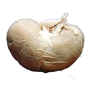 Anatomy Lab Preserved Sheep Kidney Specimen for Dissection, for Biology Classrooms, Vacuum Pack of 10