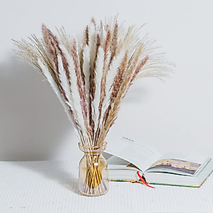 Spear SLENDERSUN Orchid Bouquet Dried Pampas Grass – Pack of 60 Pcs Tall Stems (17,7”) Soft & Fluffy Floral Bouquets Minimalist, Rustic, Luxury Home Garden Décor, White, Brown, Reed