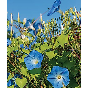 Burpee Heavenly Blue Morning Glory Seeds 150 seeds