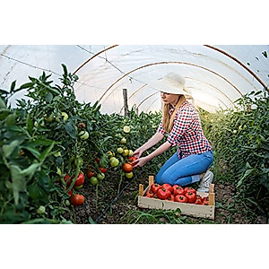 300+ Tomatoes Seeds for Planting, 6 Variety Pack Heirloom Non-GMO Small Cherry Tomato, Golden Jubilee, Black Tomato, Yellow Pear, Roma Tomato, Beefsteak Slicing Tomato