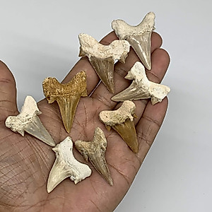 8 Pieces Lot, 47.3g, 1.1"- 1.4" Small Natural Fossilized, Fossils Fish Shark Tooth, Shark Teeth from Morocco,B12750