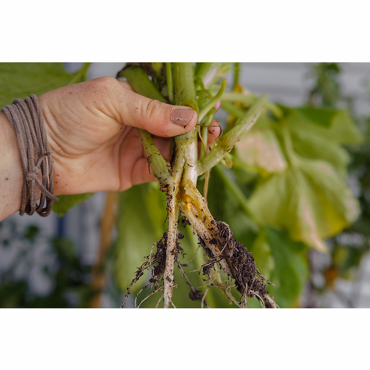 VivaTrap VT-100 Squash Vine Borer Moth Trap & Lure (2 Pack, 8 Week)