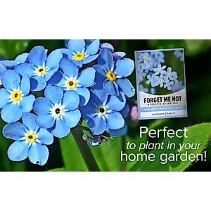 Forget Me Not Seeds for Planting - Myosotis Sylvatica Memorial and Funeral Seeds for Remembrance Beautiful Blue Perennial Forget Me Not Flowers Open Pollinated for Flower Gardens by Gardeners Basics